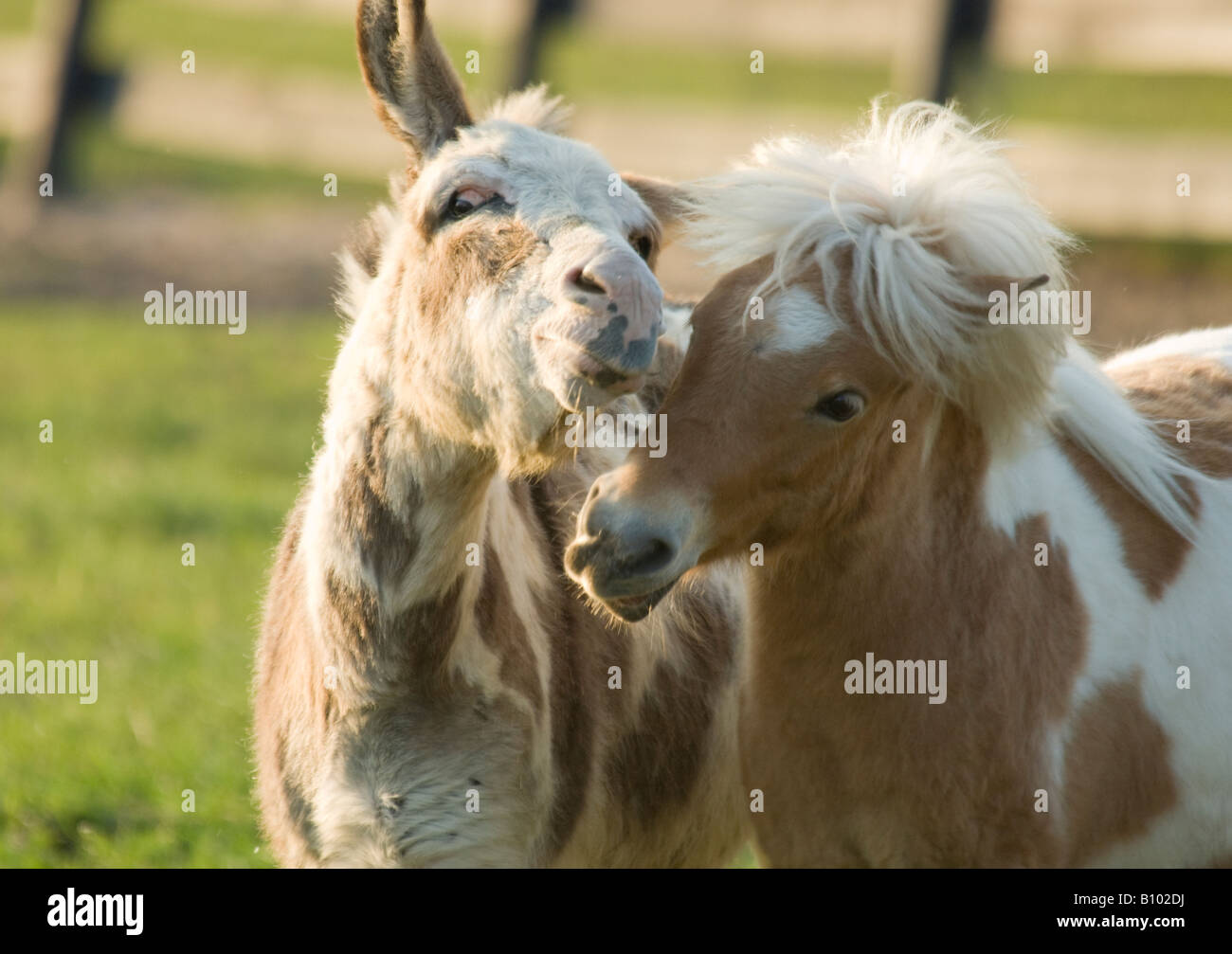 Miniature spotted donkey and Minature horse friends touch noses in play ...