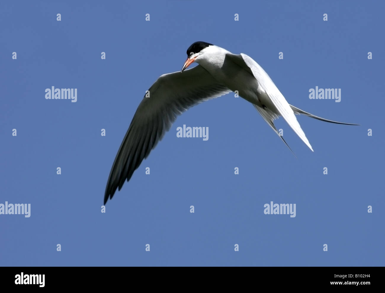 A "Common Tern" in flight Stock Photo - Alamy