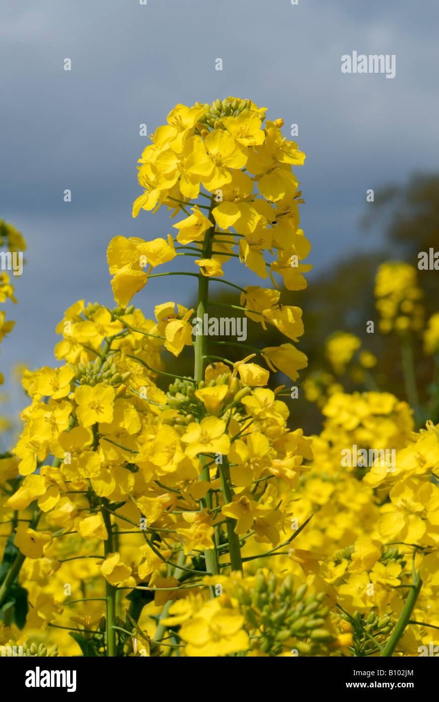 Flowering oilseed rape plants in spring Devon Stock Photo - Alamy