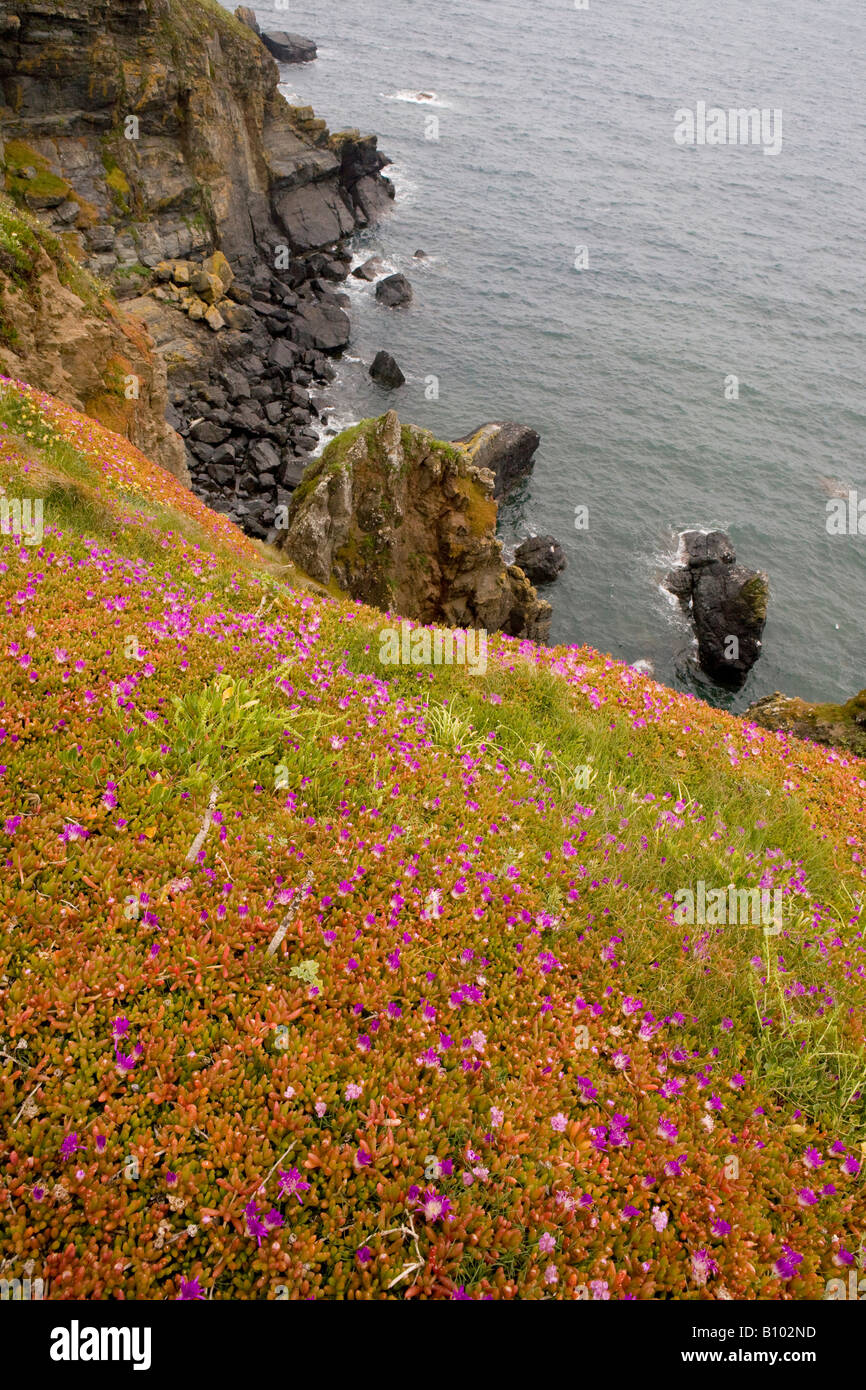 Cliffs with purple dewplant flowers Stock Photo - Alamy