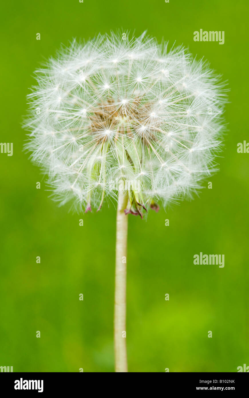 Vertical macro close up of the pappus and seeds on a dandelion clock in ...