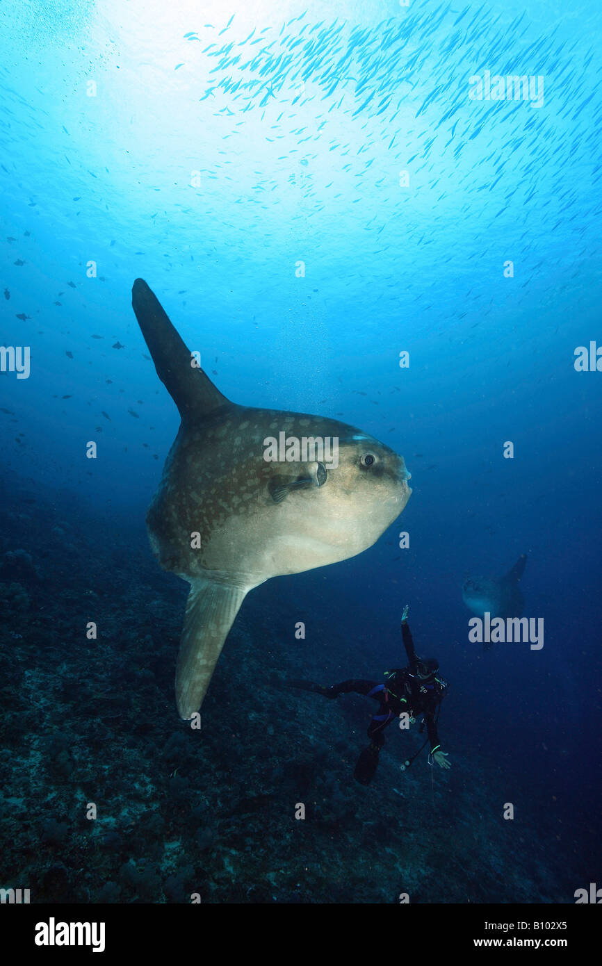 Sunfish bali hi-res stock photography and images - Alamy