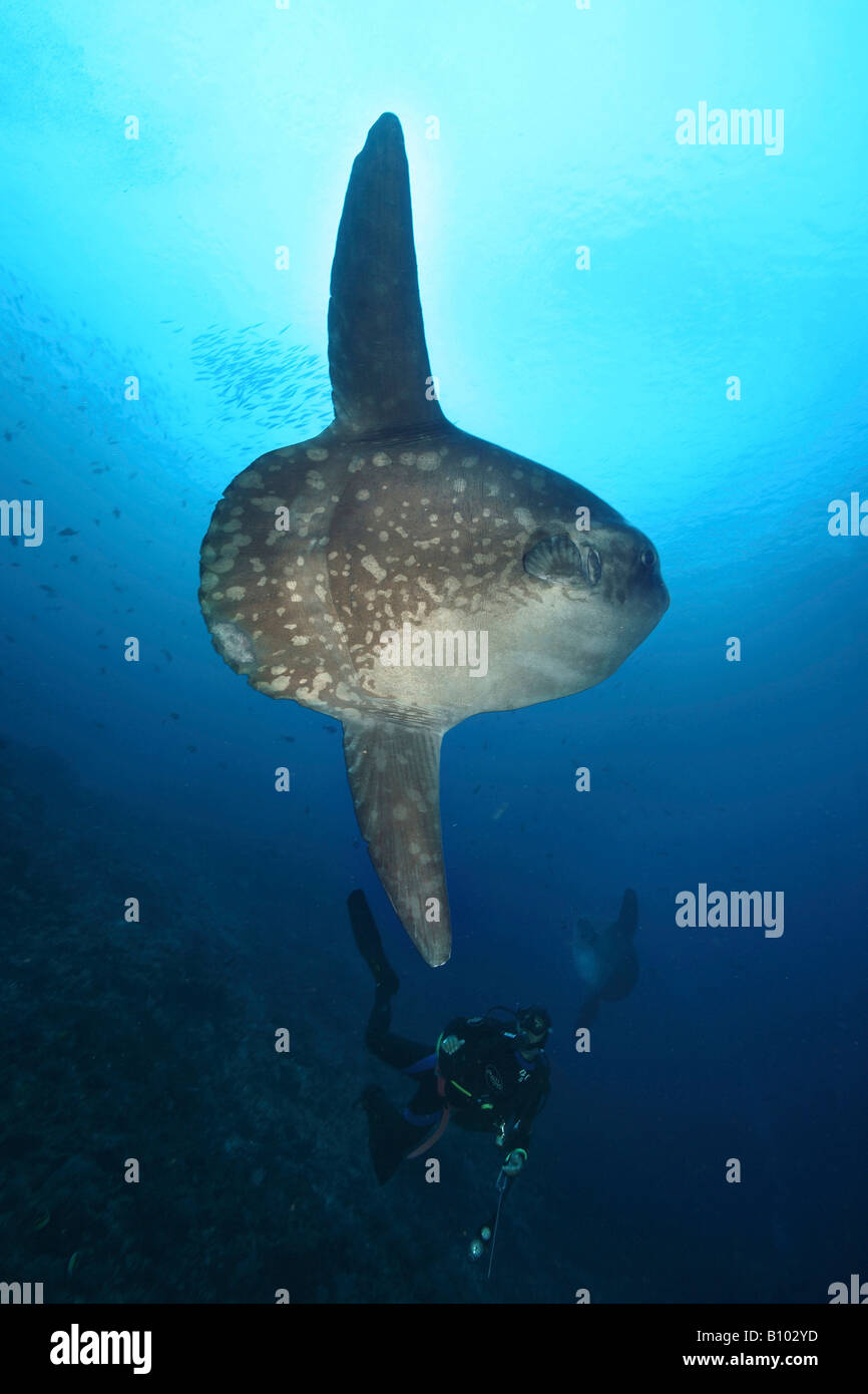 M mola hi-res stock photography and images - Alamy