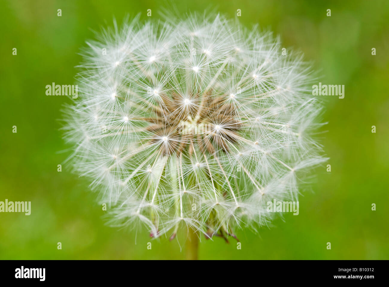 Puffball family hi-res stock photography and images - Alamy