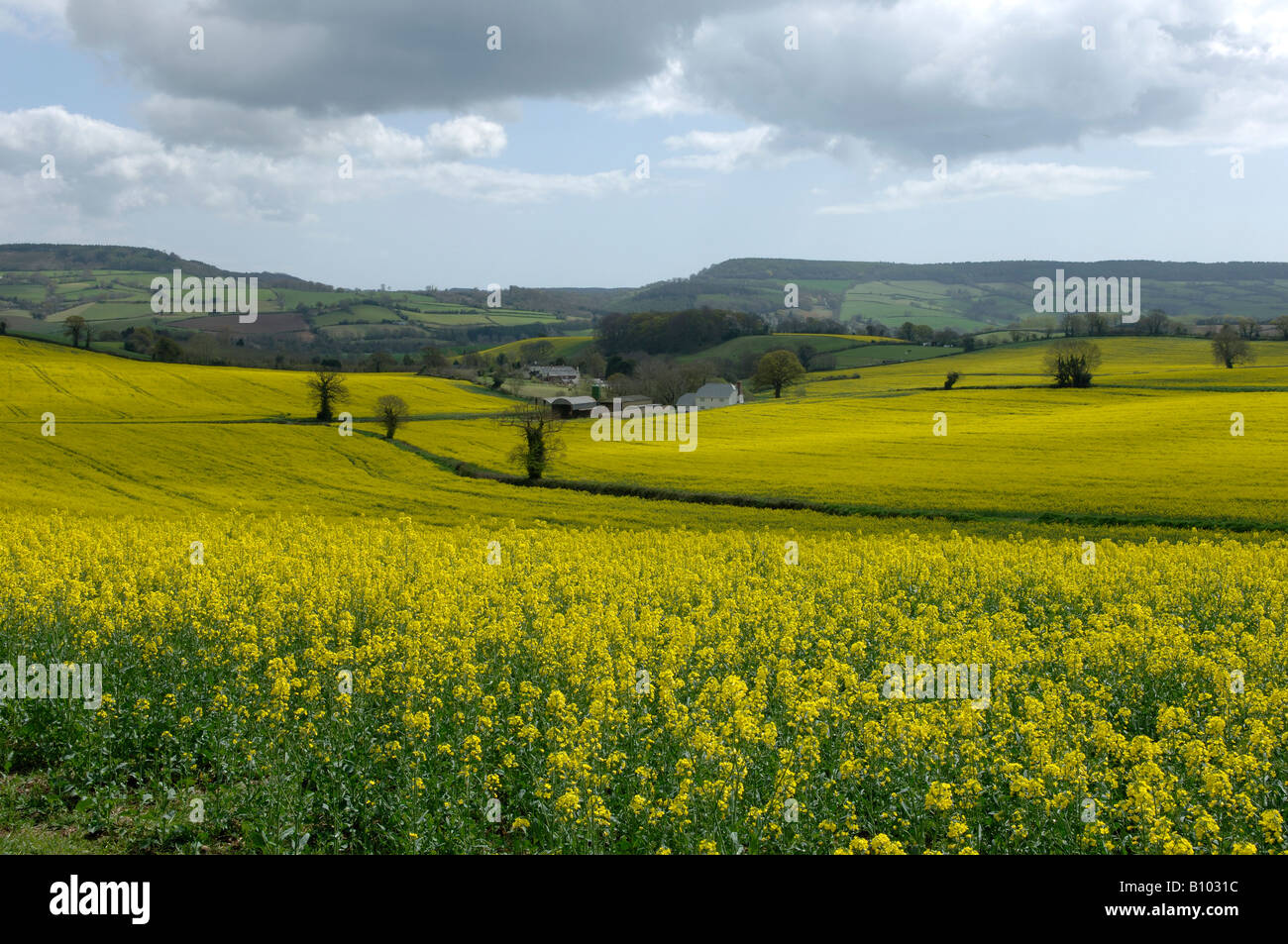 Flowering oilseed rape crop in Devon spring farmland Stock Photo - Alamy