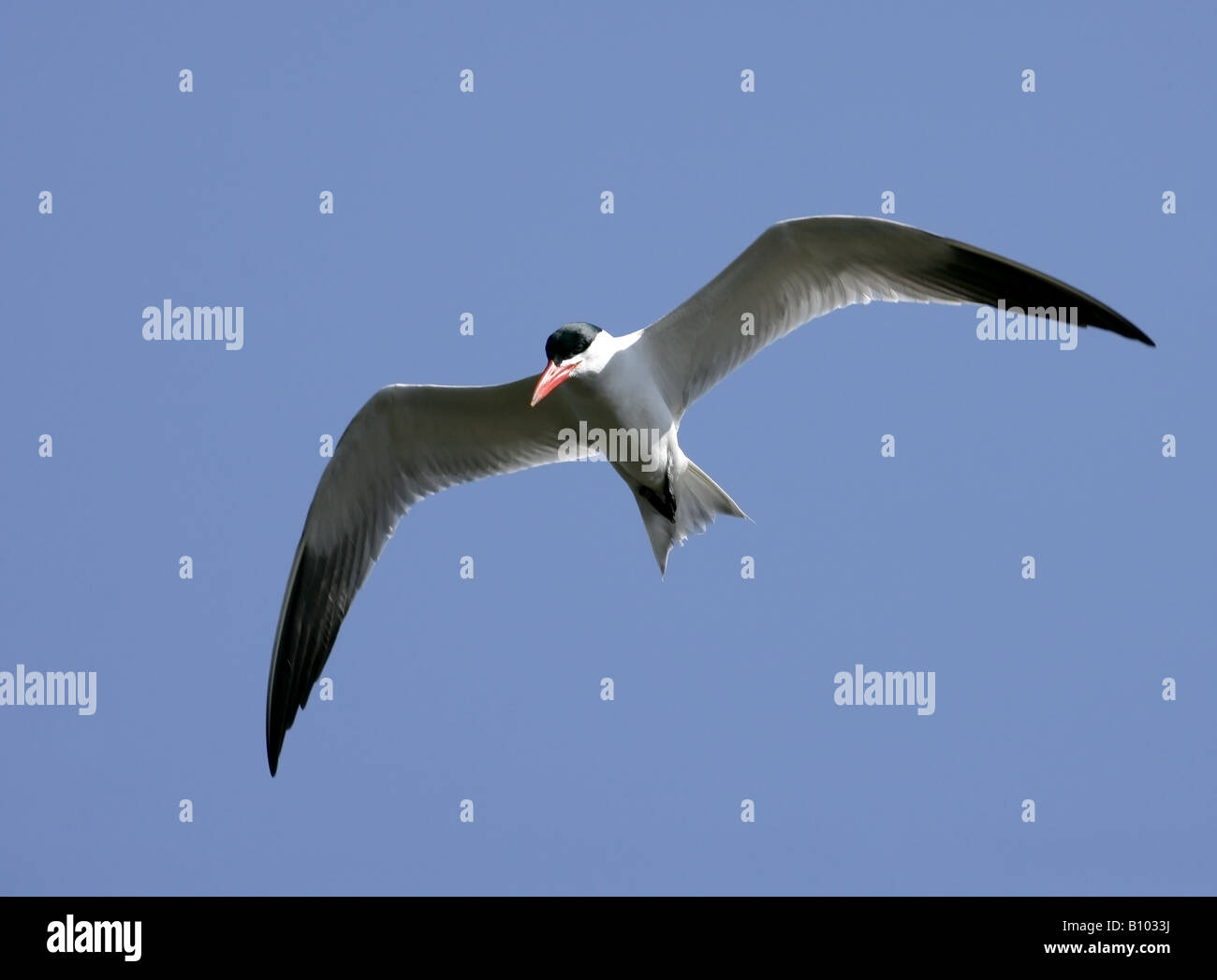 A "Common Tern" in flight Stock Photo - Alamy