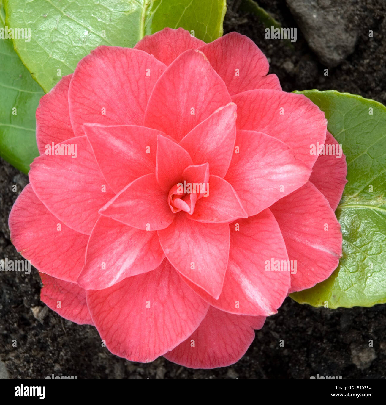 Shrub; Camellia; Japonica; cassa; Lavinia; Maggi; Beautiful Stock Photo ...