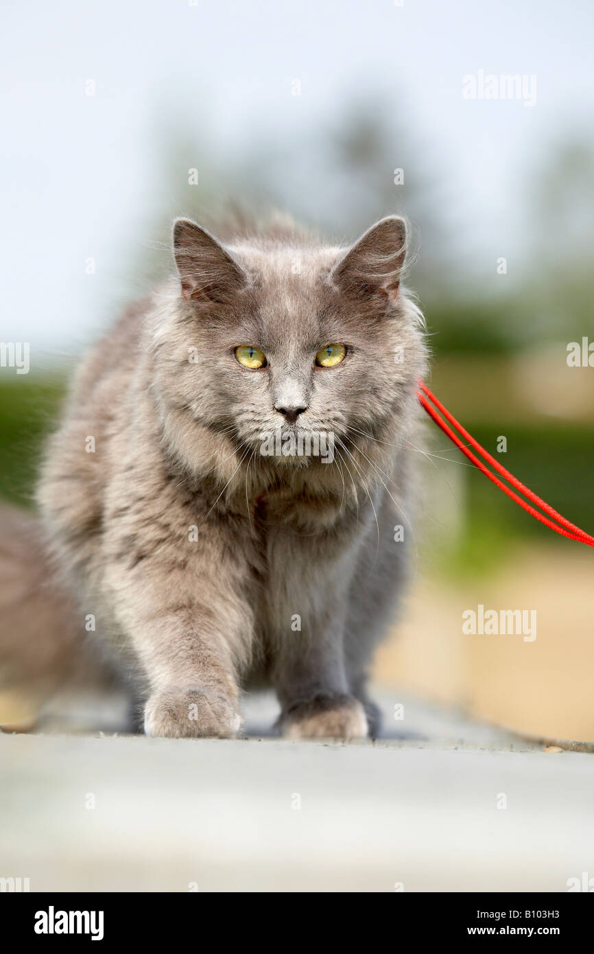 Blue Maine Coon cat Stock Photo - Alamy