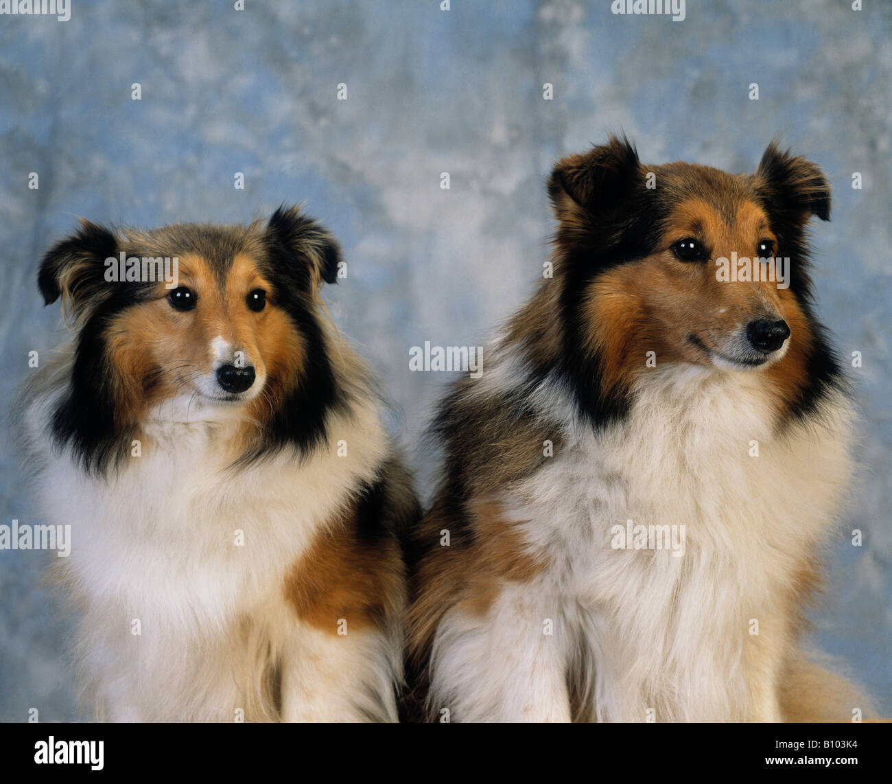 Shetlandsheepdog hi-res stock photography and images - Alamy