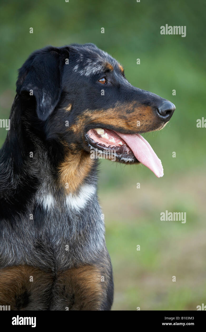 Portrait of arlequin hi-res stock photography and images - Alamy