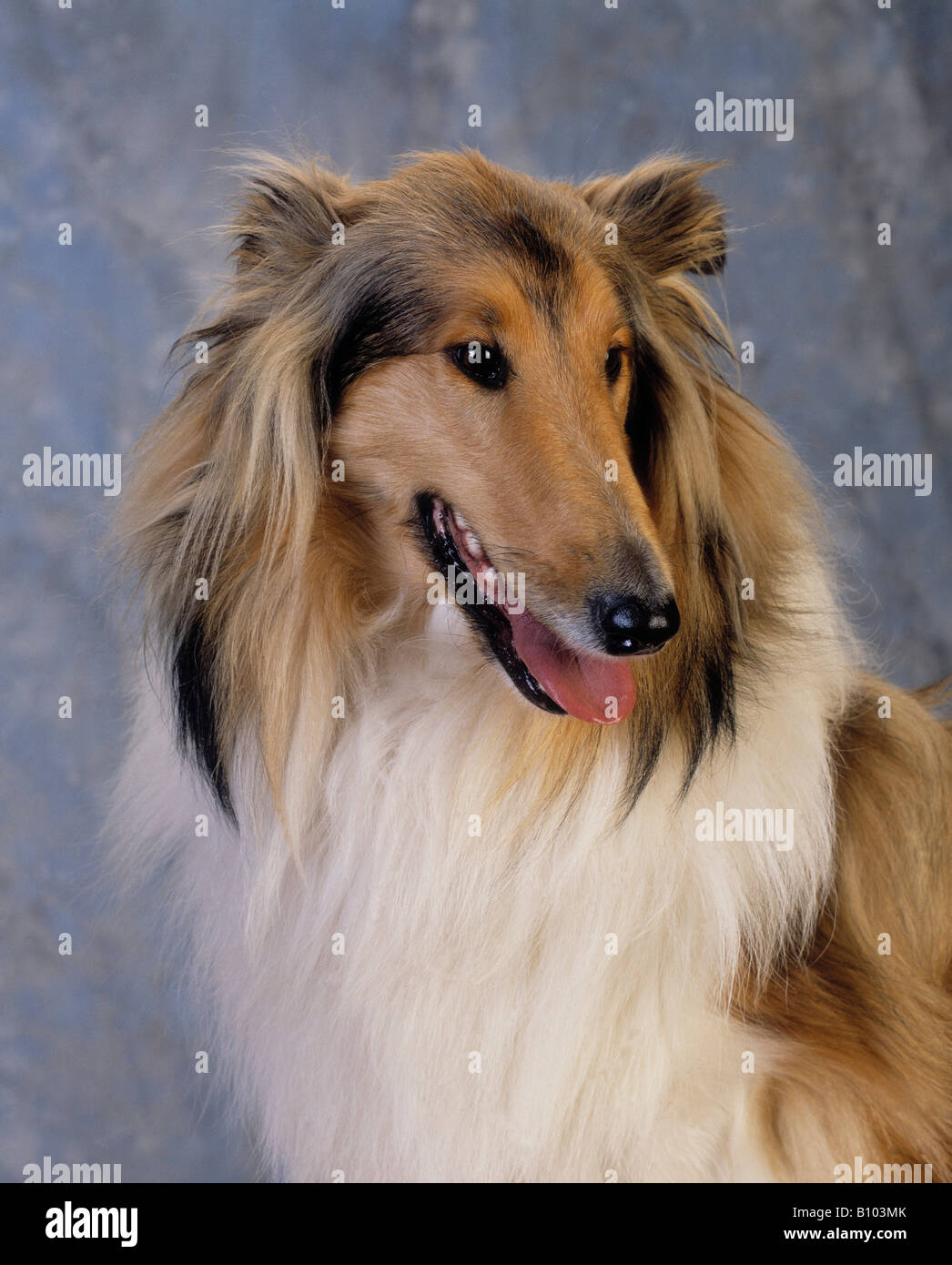 Roughcollie hi-res stock photography and images - Alamy