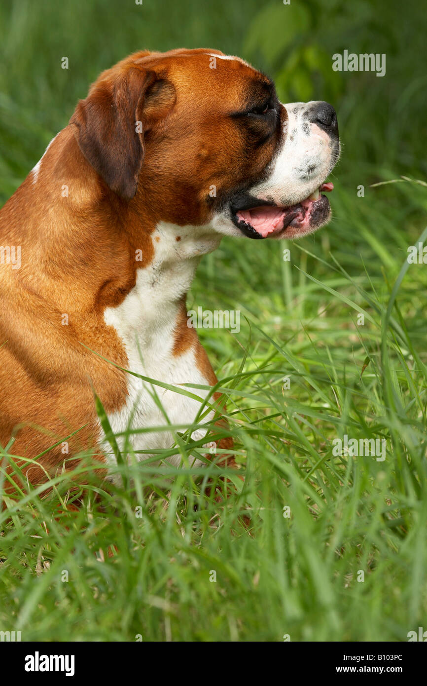Boxer dog face profile hi-res stock photography and images - Alamy