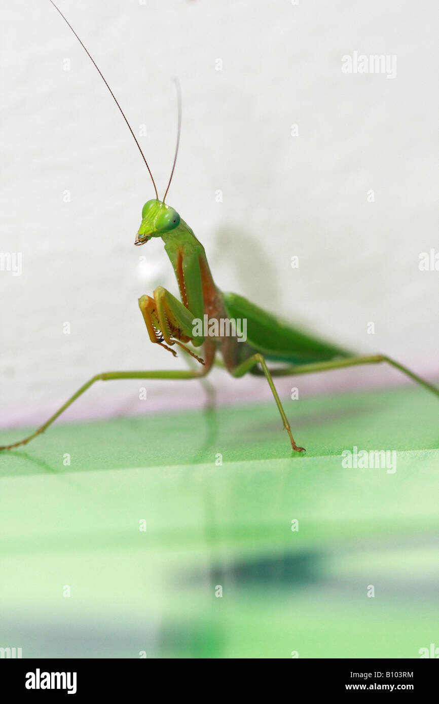 Large praying mantis Stock Photo - Alamy