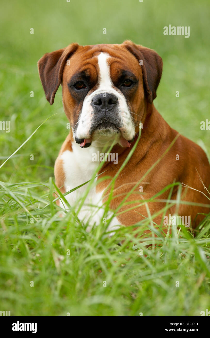 Portrait of a Boxer Stock Photo - Alamy