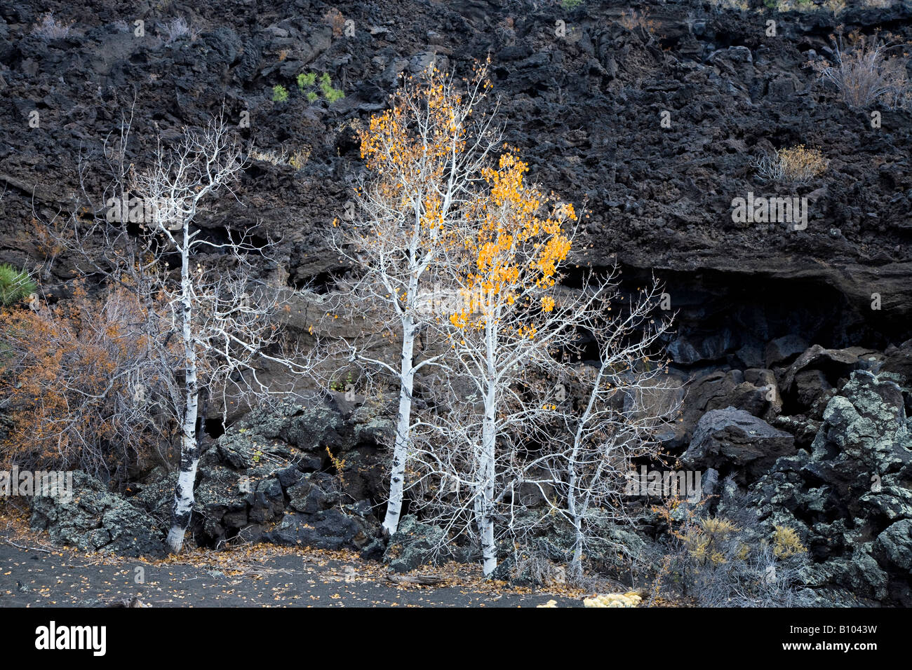 Aspen Trees Autumn Sunset Crater National Monument Flagstaff Arizona ...
