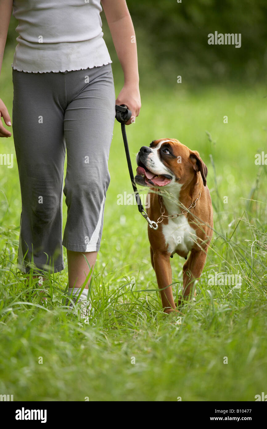Owner with her Boxer Stock Photo - Alamy