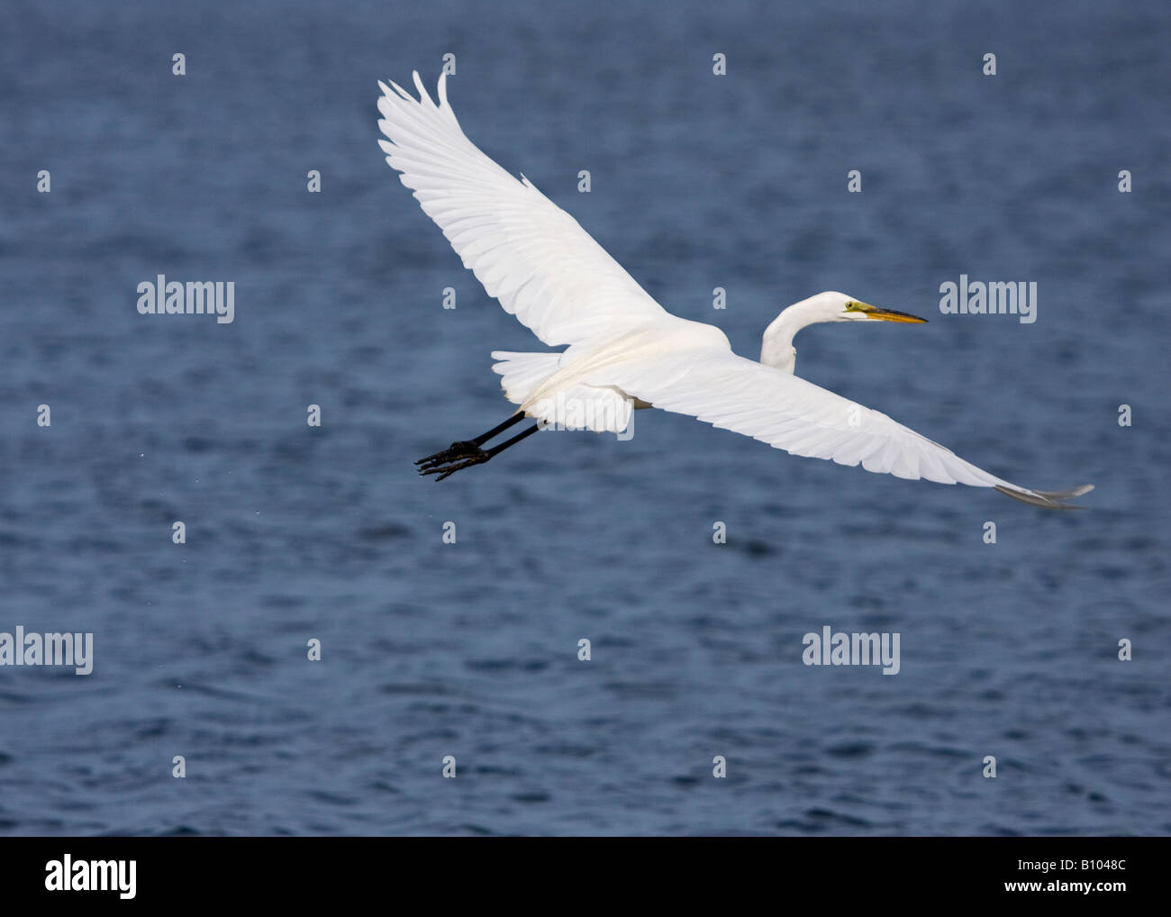 Great Egret in flight Stock Photo - Alamy