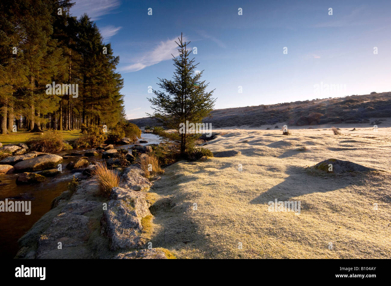 The East Dart river runs alongside Bellever woods on acold frosty ...