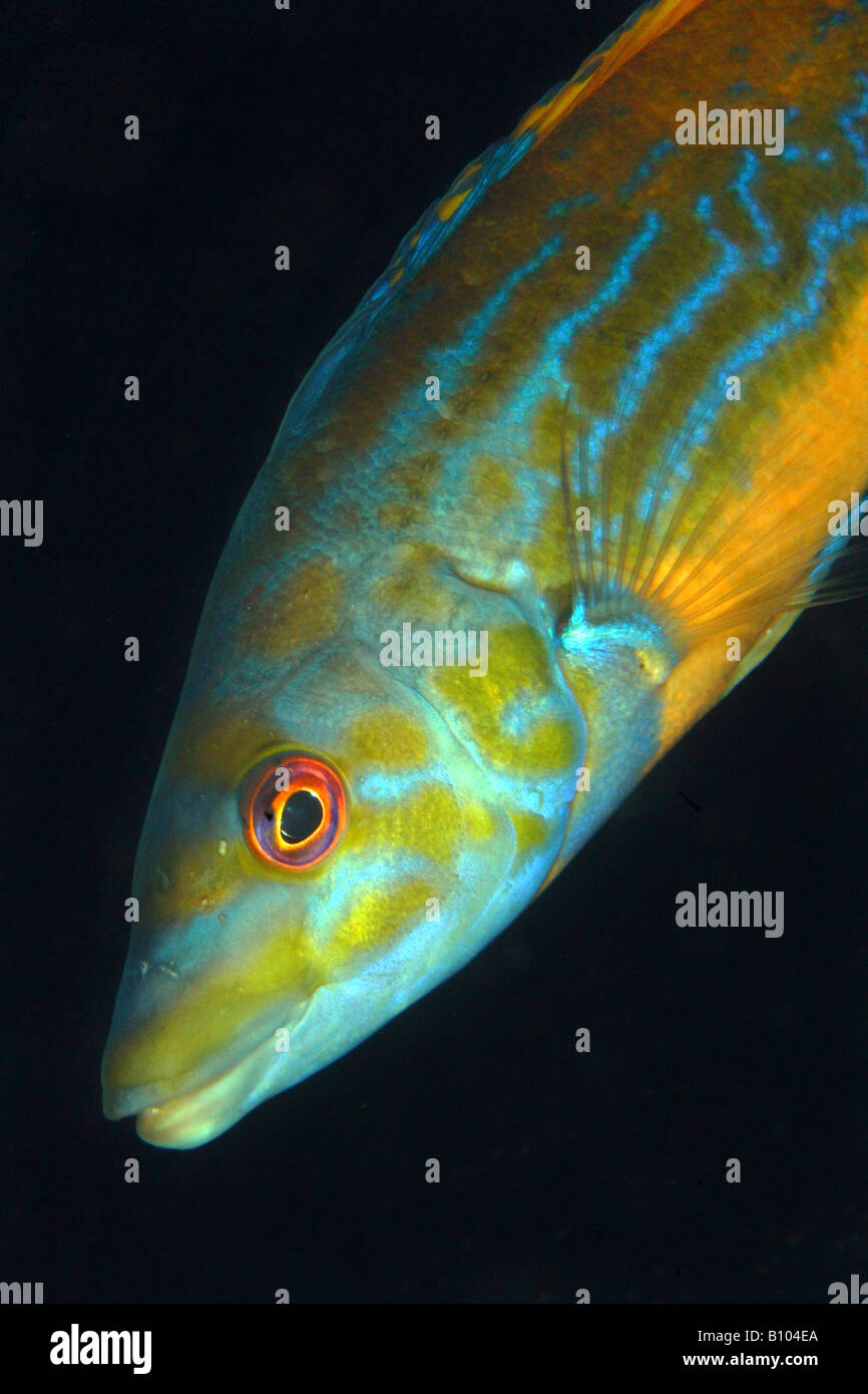 Wrasse fish ireland hi-res stock photography and images - Alamy