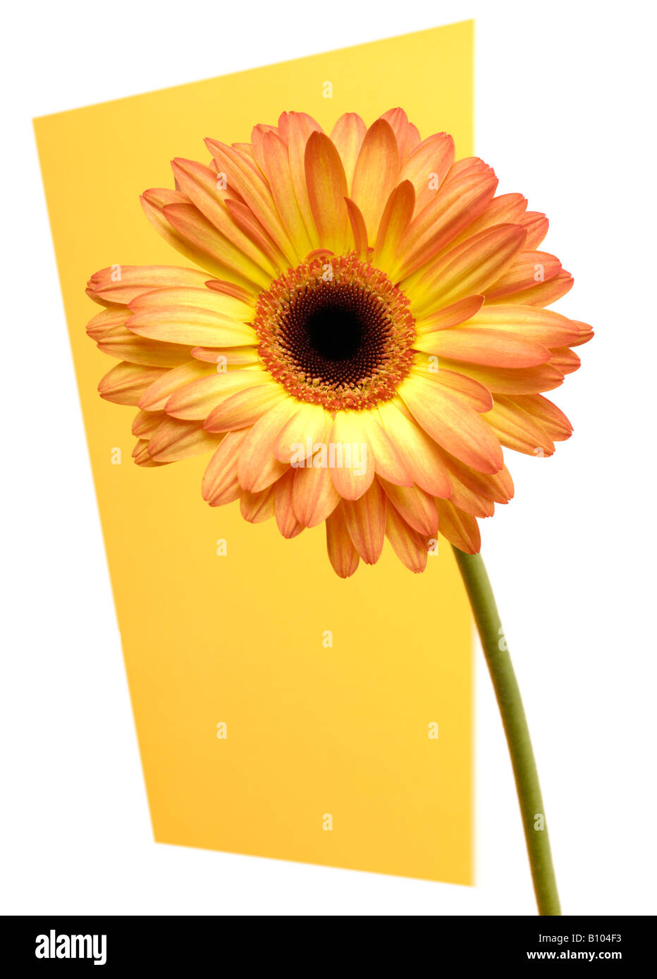 Flowers with bright yellow Cut Out Stock Images & Pictures - Alamy