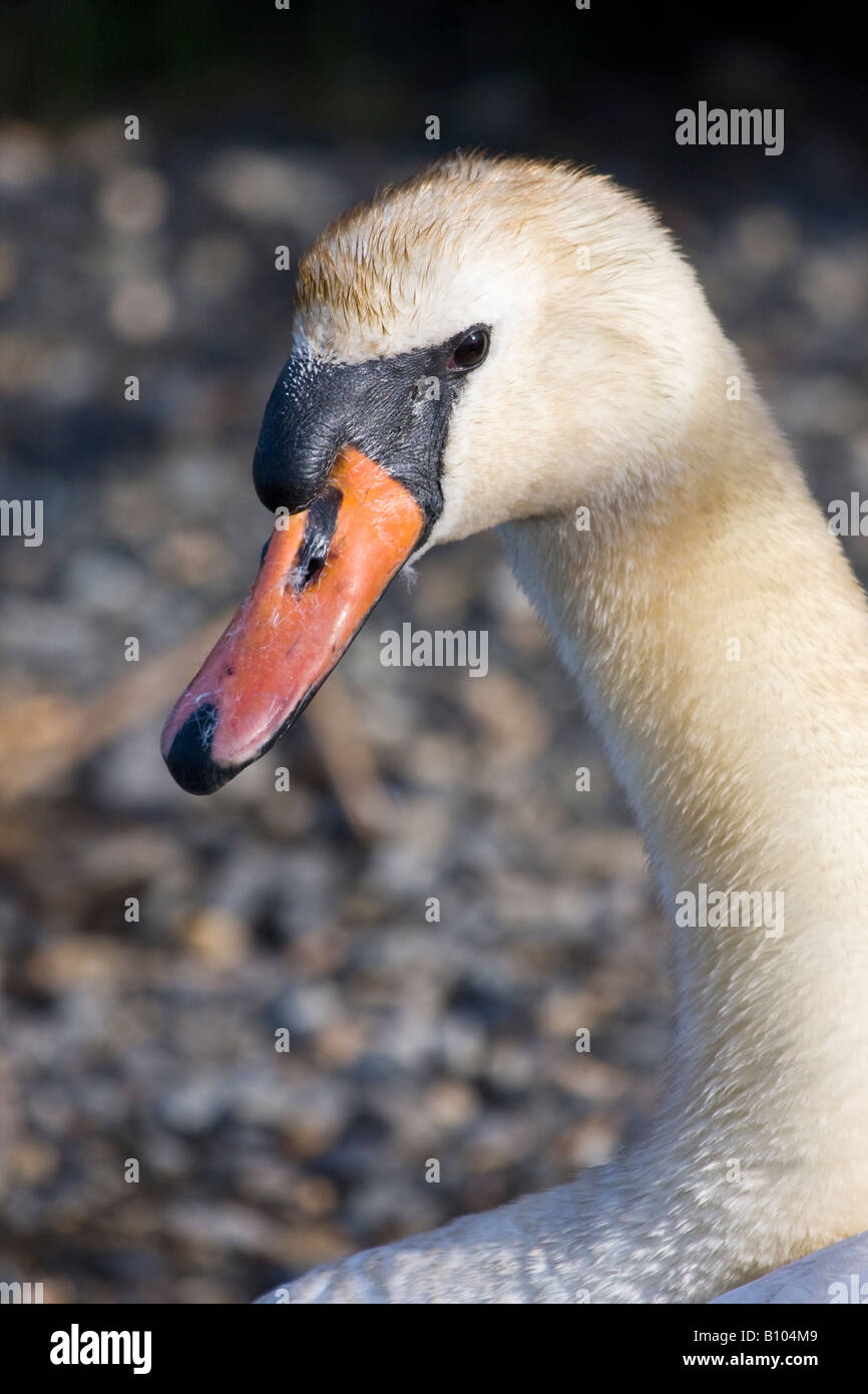 Closeup swan head hi-res stock photography and images - Alamy