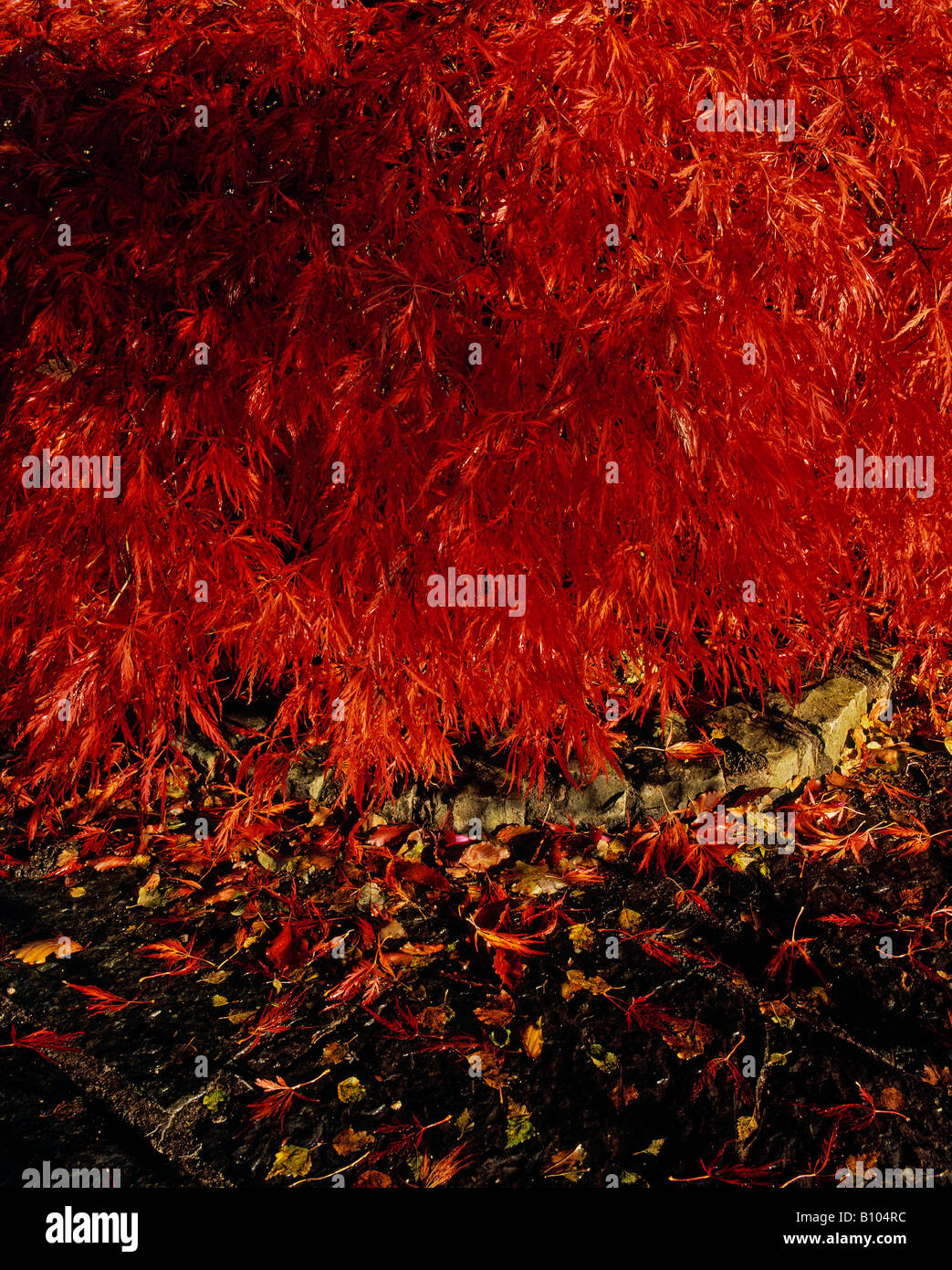 Japanese Maple in Autumn, Lakemount Gardens, Co Cork, Ireland Stock ...