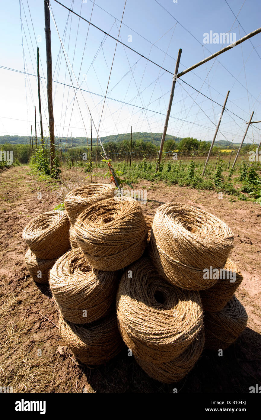 String for tying Hop bines piled high in the small village of Cleobury ...