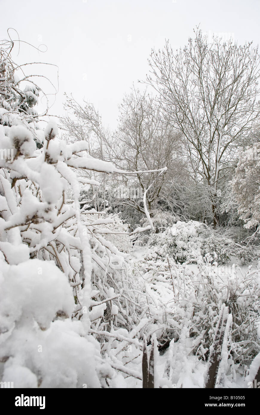 Sudden heavy snow fall on tree branches in spring Stock Photo - Alamy
