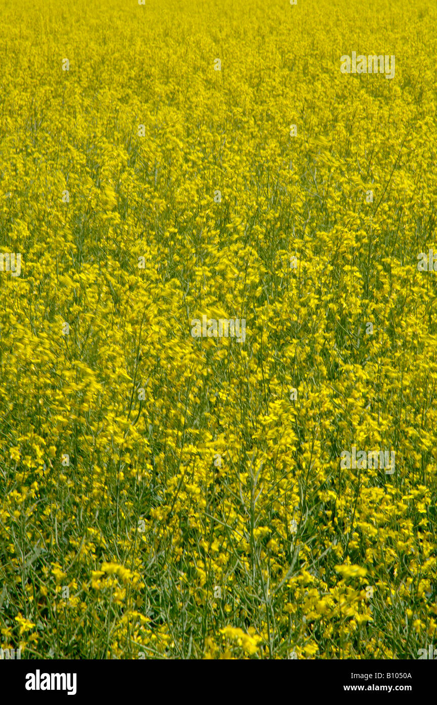 Canolafield hi-res stock photography and images - Alamy