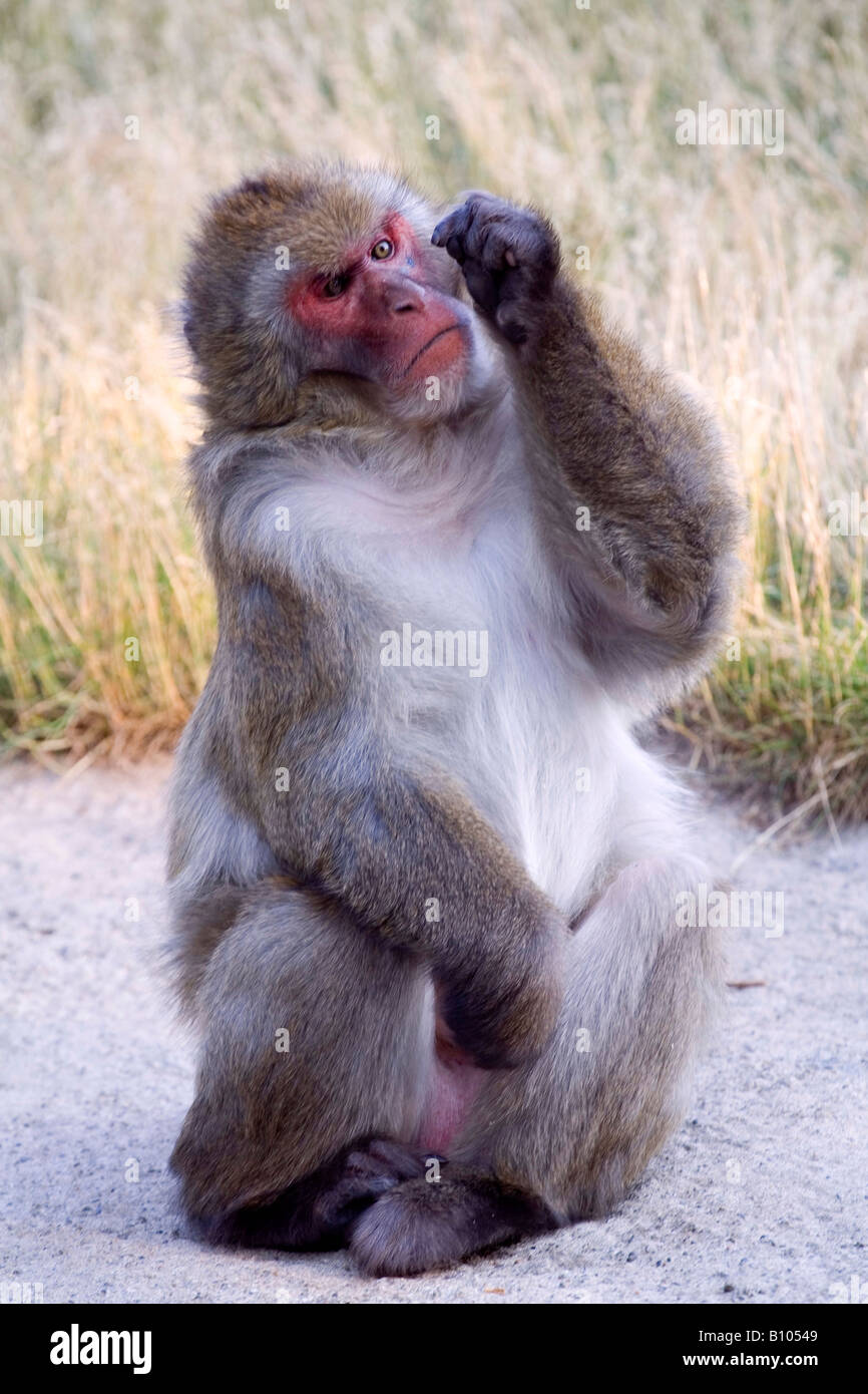 picture of the monkey in a zoo Stock Photo - Alamy