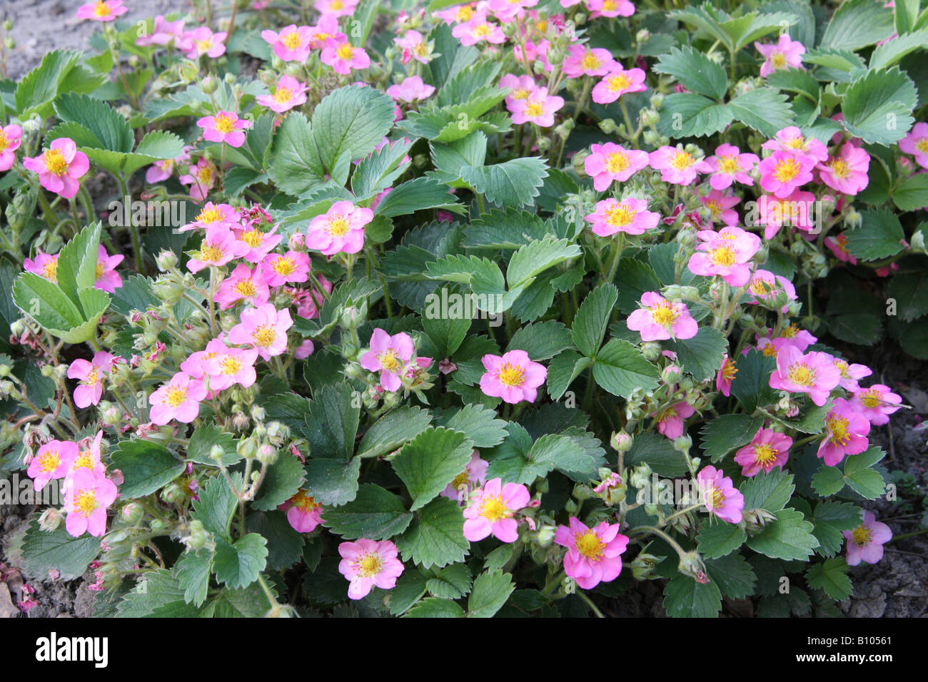 Fragaria pink panda hi-res stock photography and images - Alamy