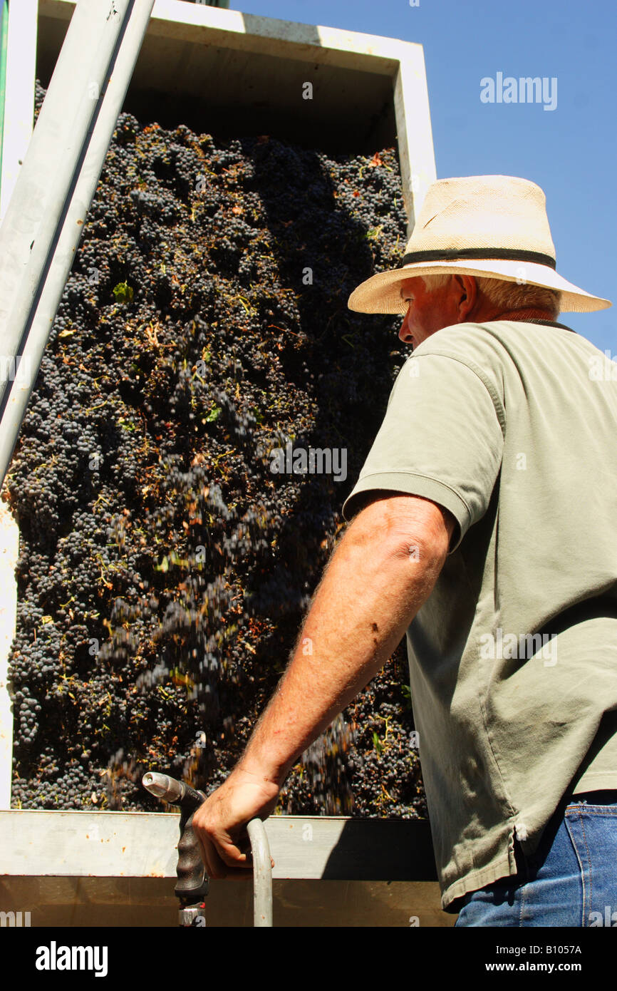 Red wine grapes falling into the crusher Stock Photo - Alamy