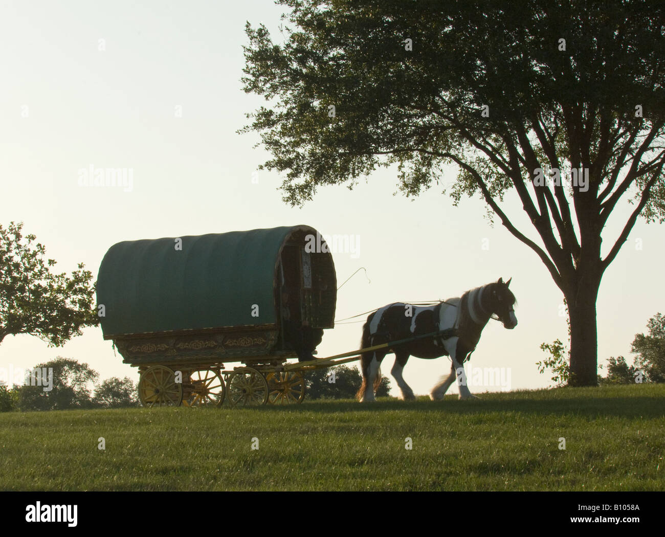 Gypsy Vanner Horse pulling Gypsy caravan or vardo up hillside Stock ...