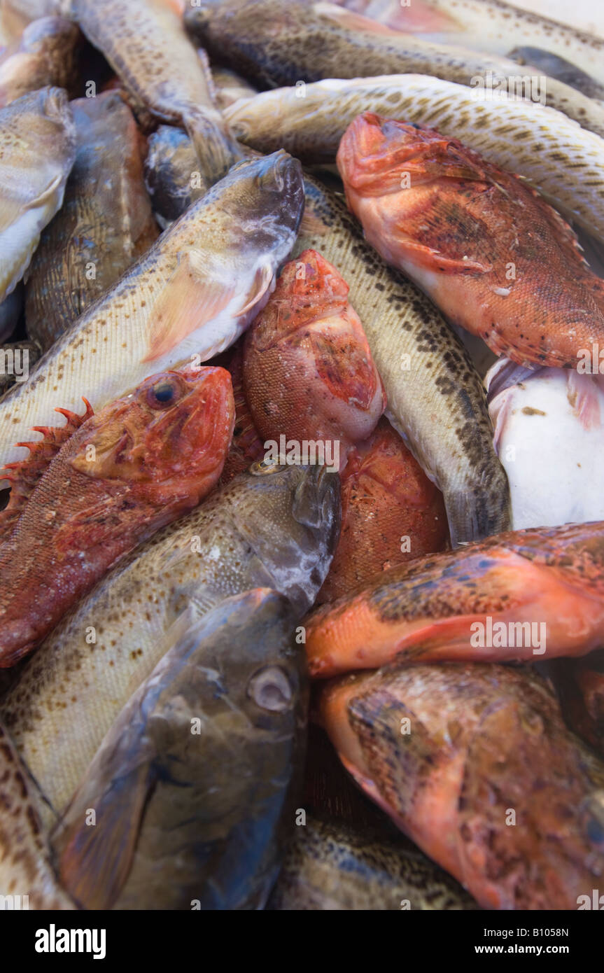 Close up of Mediterranean Fish on a Waterfront Market Stall. Mykonos ...