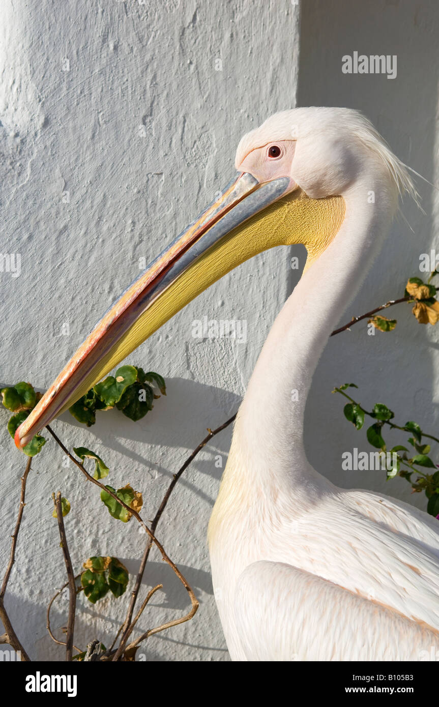 Petros pelican hi-res stock photography and images - Alamy