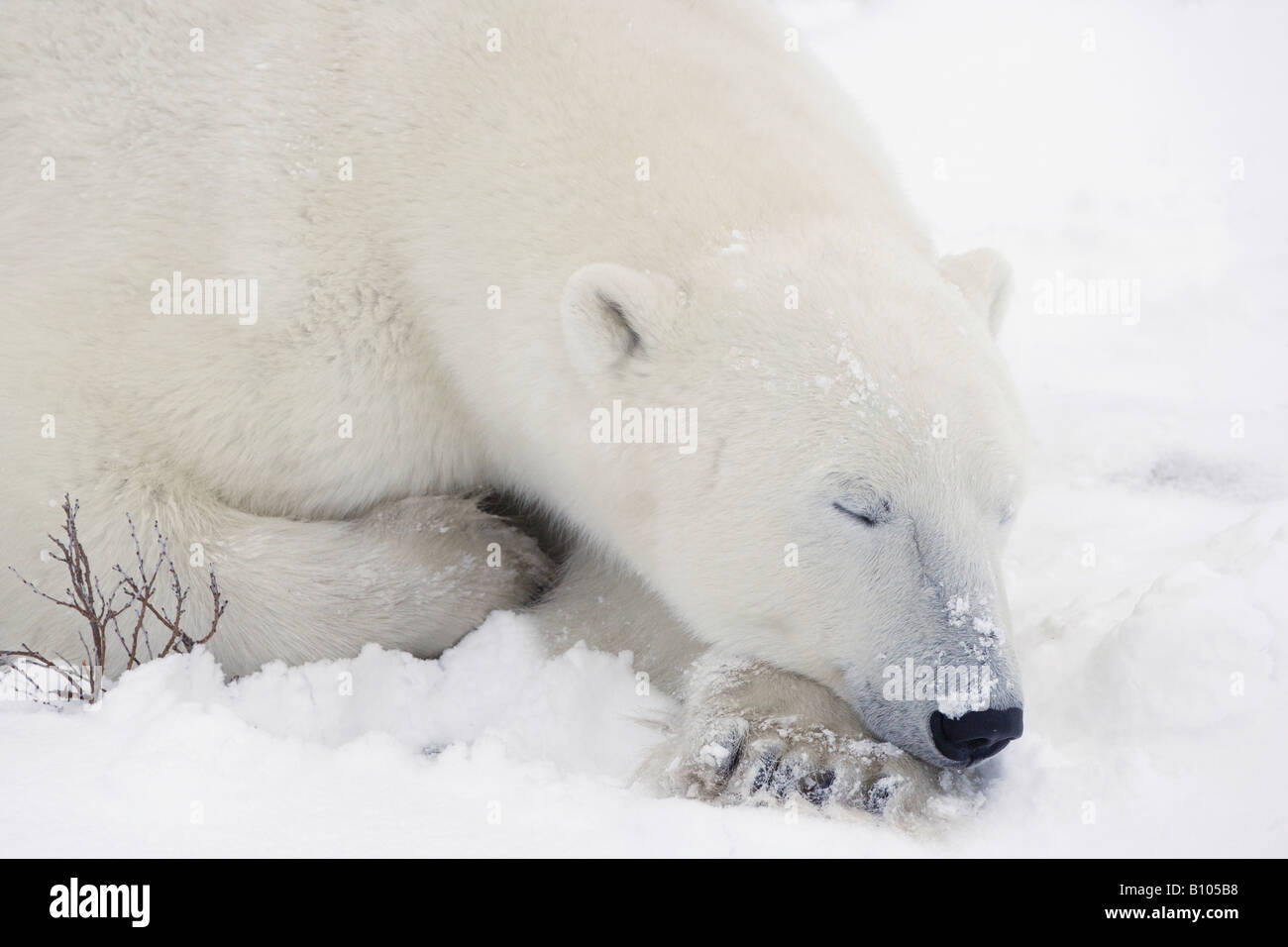 Sleeping polar bear Stock Photo - Alamy