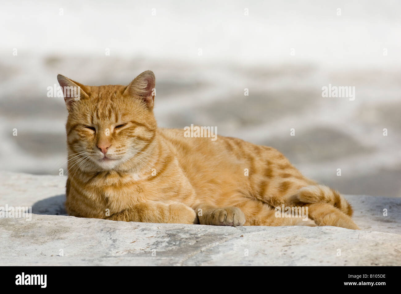 Ginger Cat. Mykonos, Cyclades Islands, Greece Stock Photo - Alamy