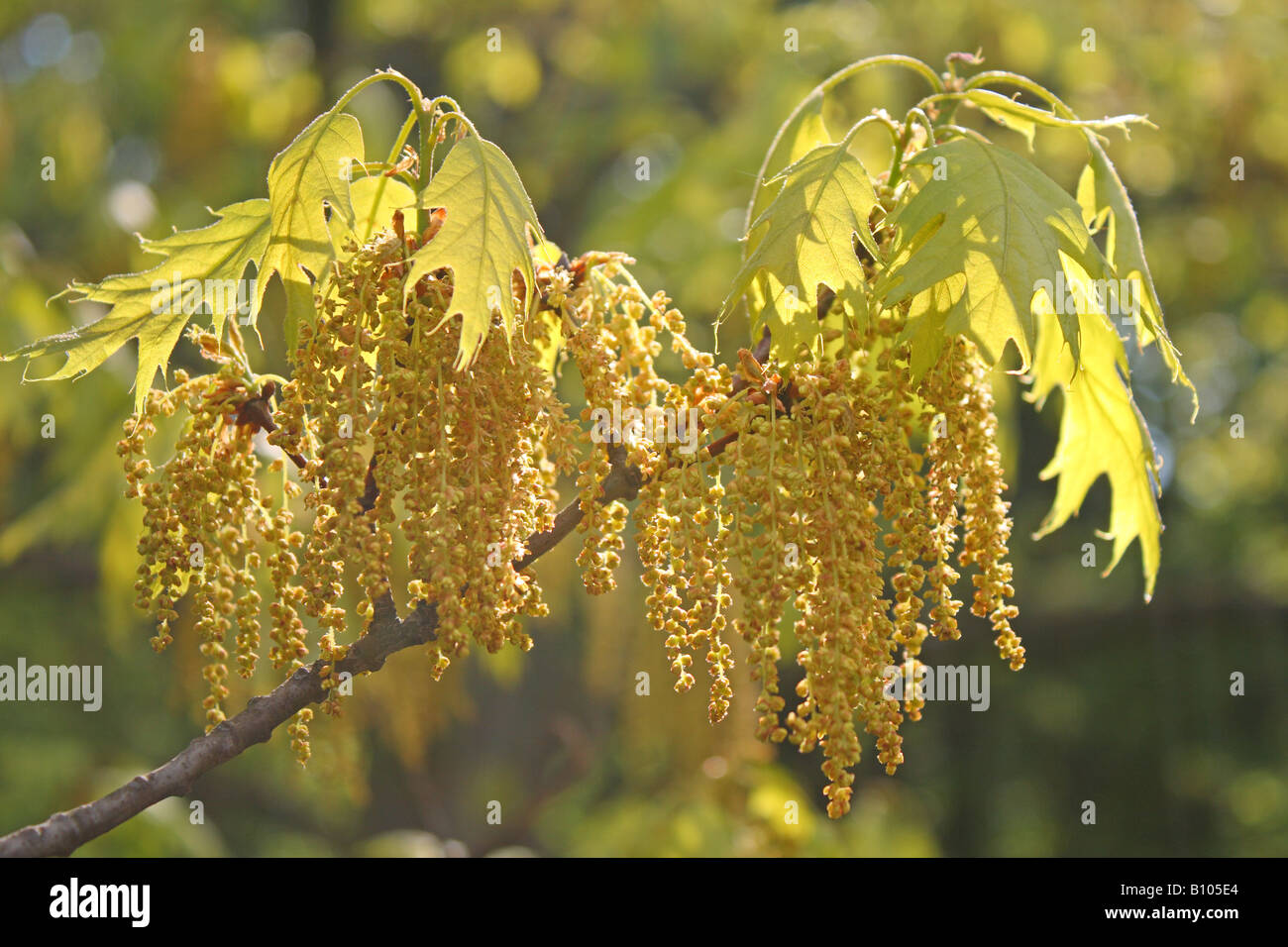 Quercus rubra spring hi-res stock photography and images - Alamy