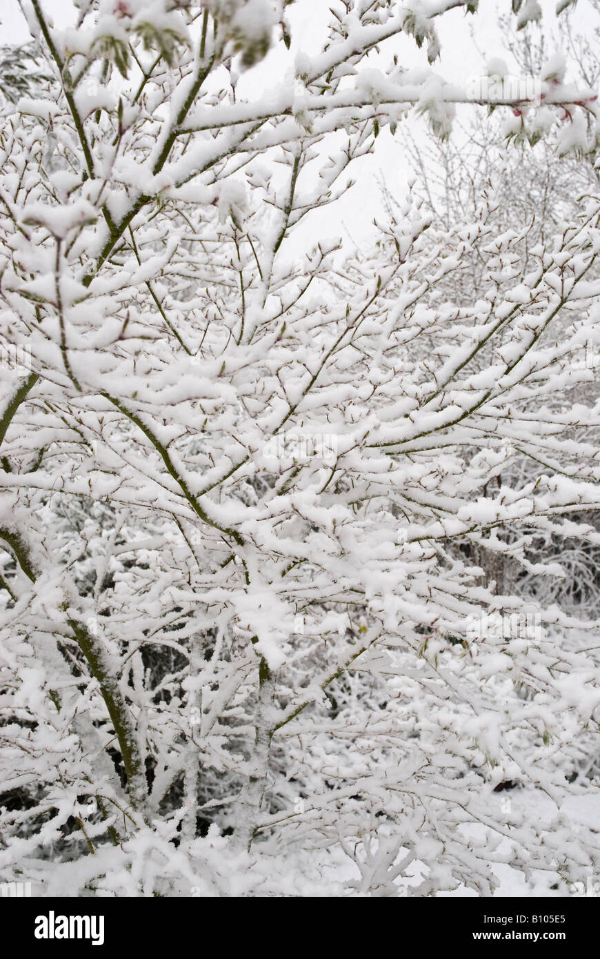 Sudden heavy snow fall on tree branches in spring Stock Photo - Alamy