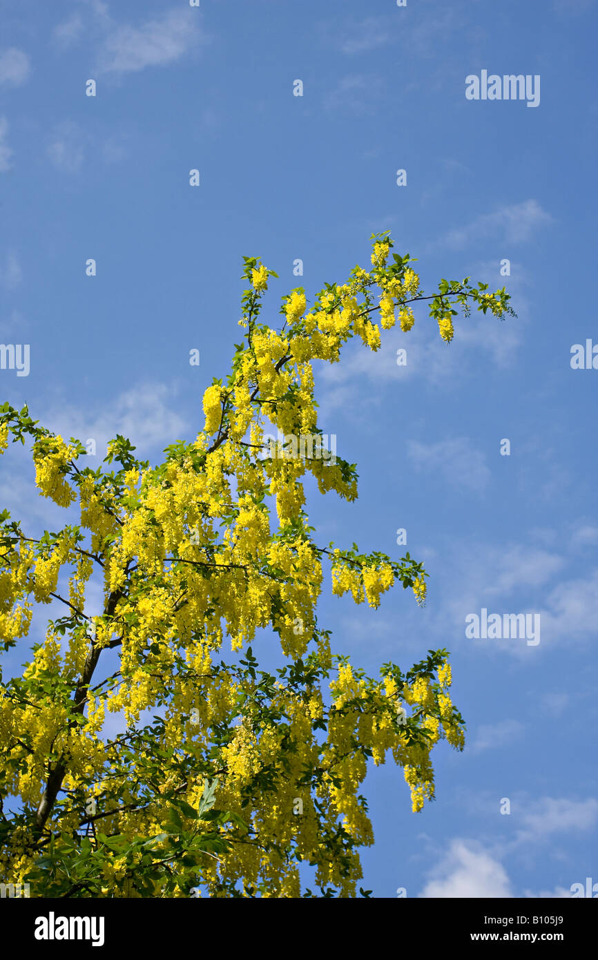 Laburnum tree (Laburnum anagyroides) in bloom in Spring in Sussex ...