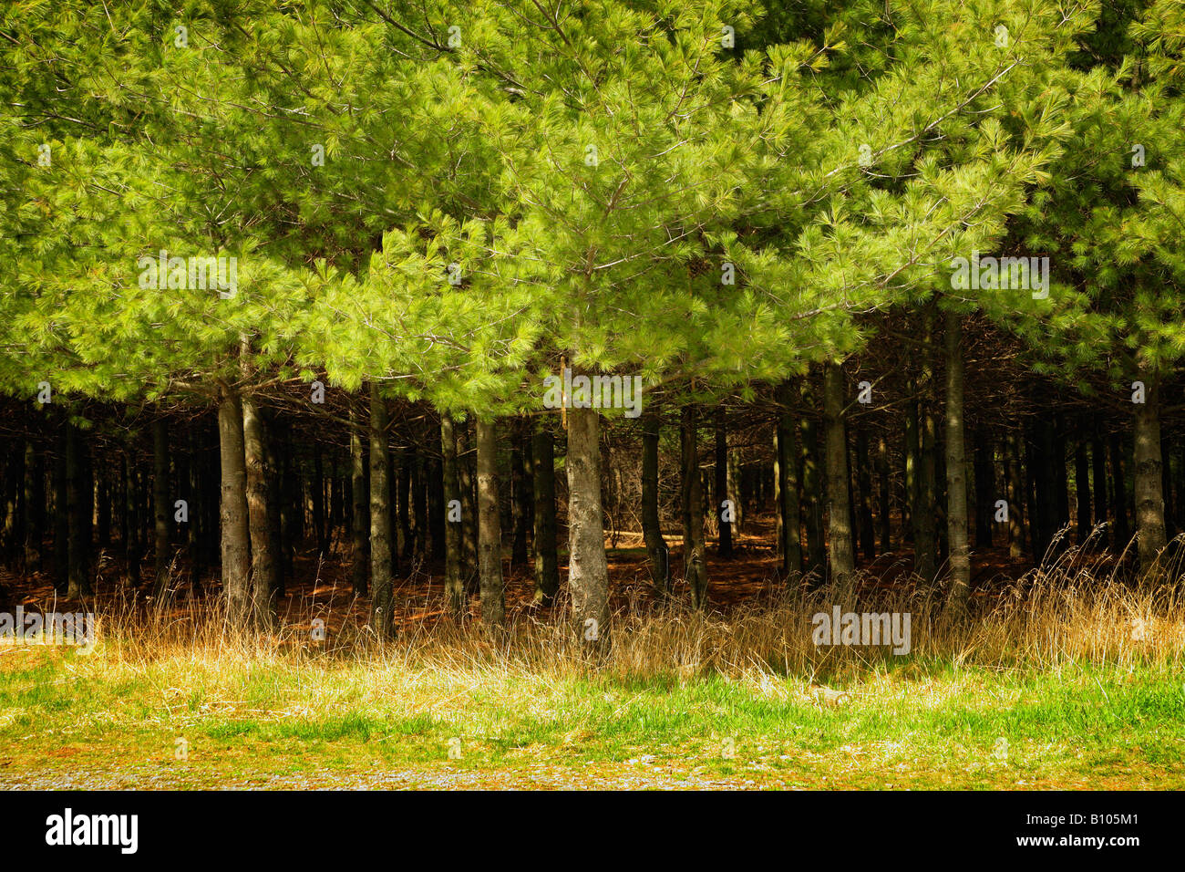 A group of trees Stock Photo - Alamy