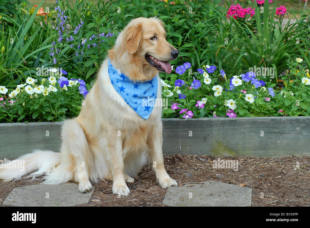 Tan golden retriever hi-res stock photography and images - Alamy