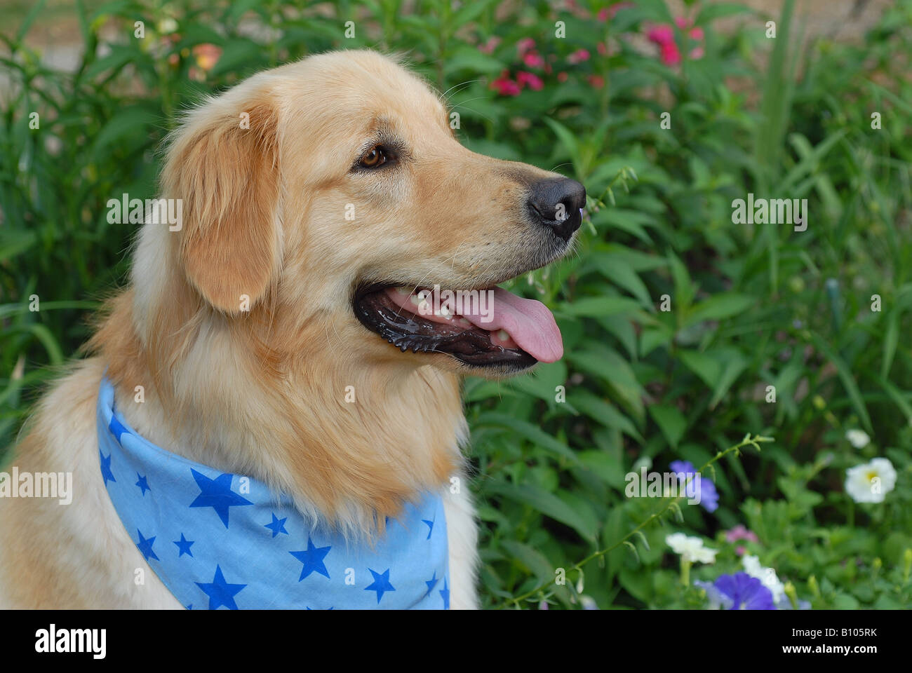 Tan golden retriever hi-res stock photography and images - Alamy