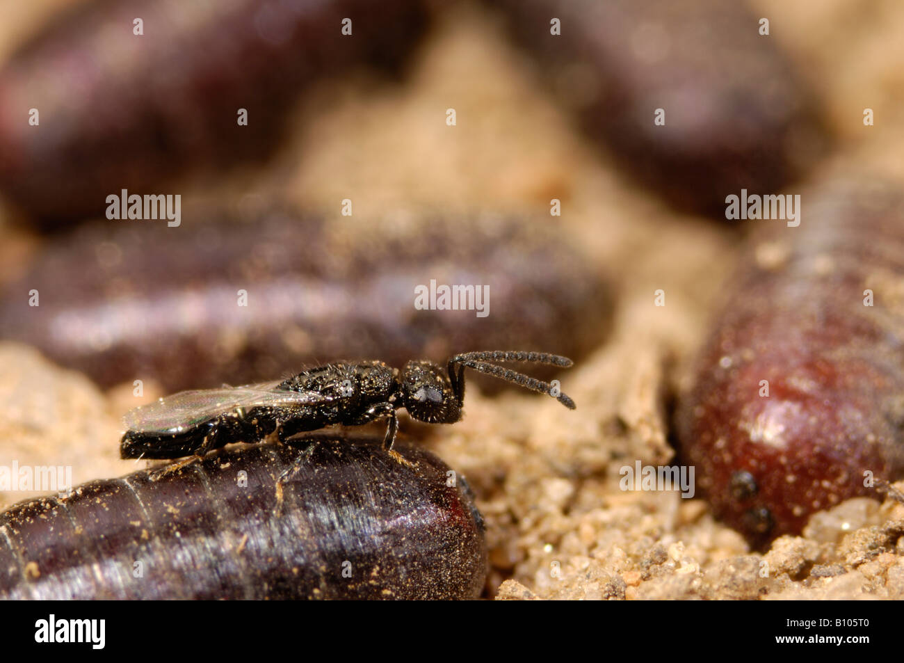 Parasitic wasp emerging from house fly pupa Stock Photo - Alamy