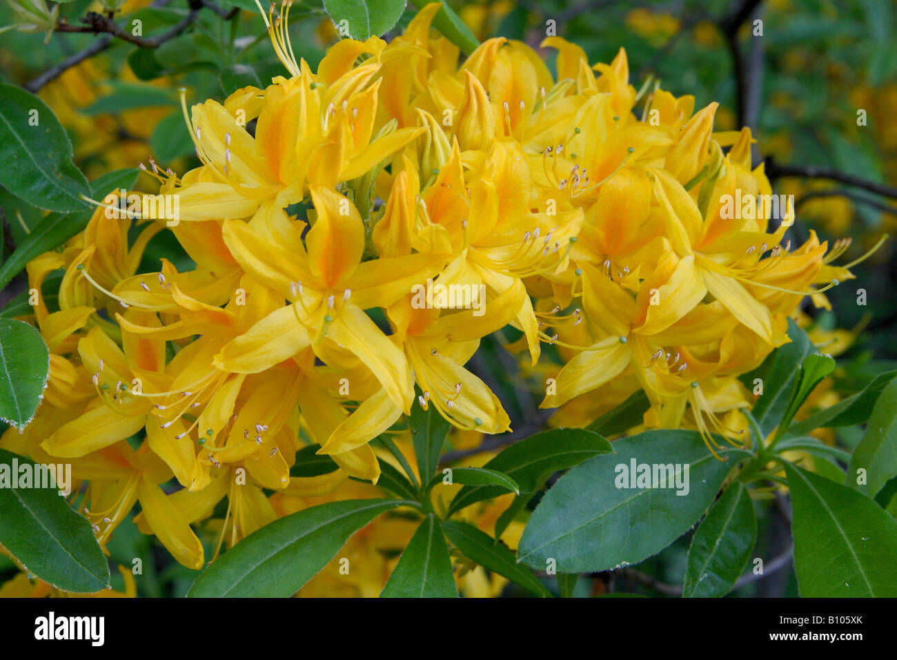 Yellow azalea Rhododendron luteum flowers blooming Stock Photo - Alamy