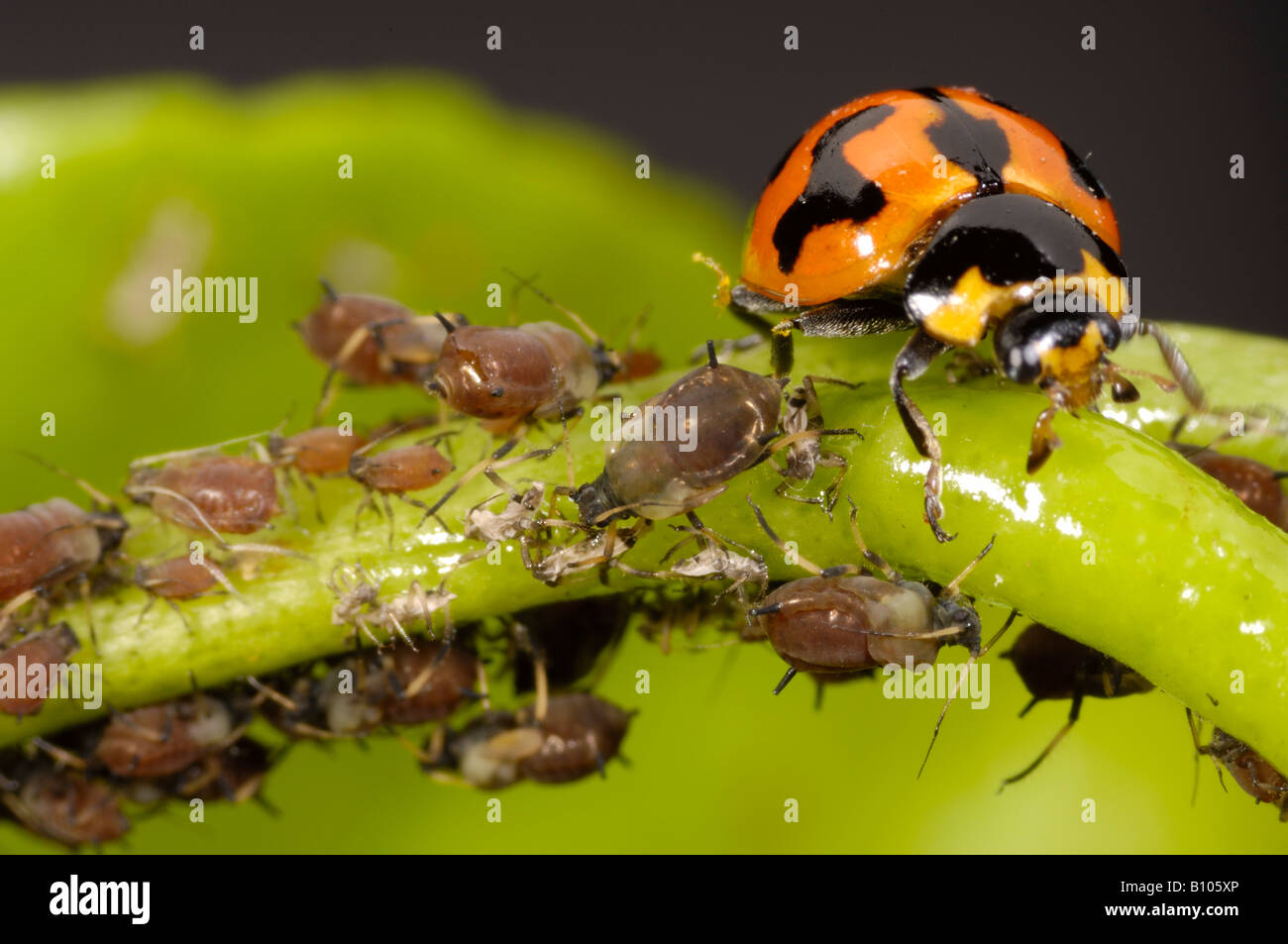 Ladybird beetle attacking an aphid hi-res stock photography and images ...