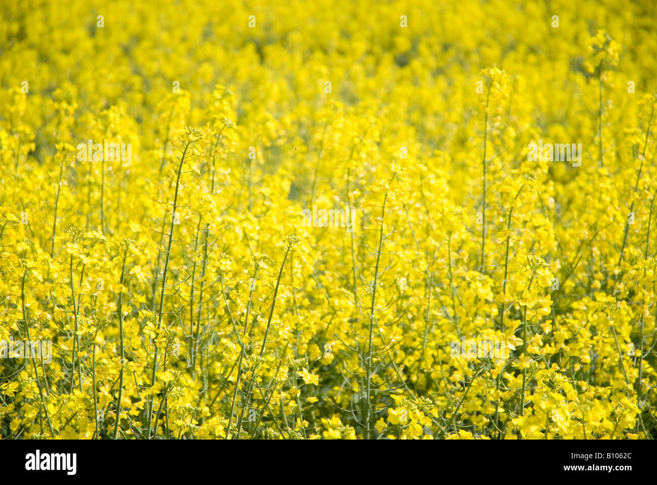 Close view of a small field of yellow rapeseed A842AM Stock Photo - Alamy