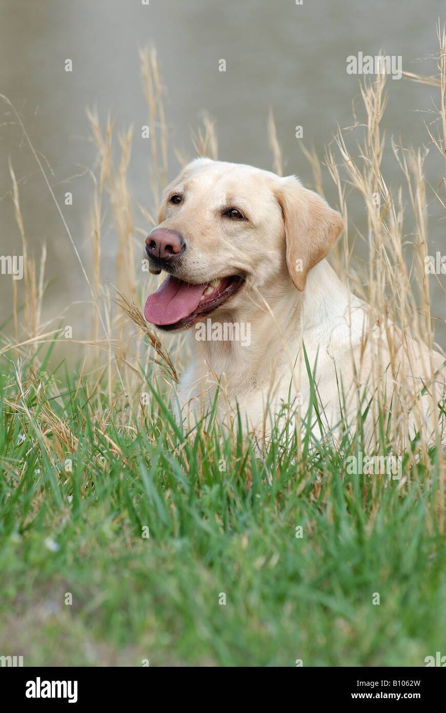 Tan labrador hi-res stock photography and images - Alamy