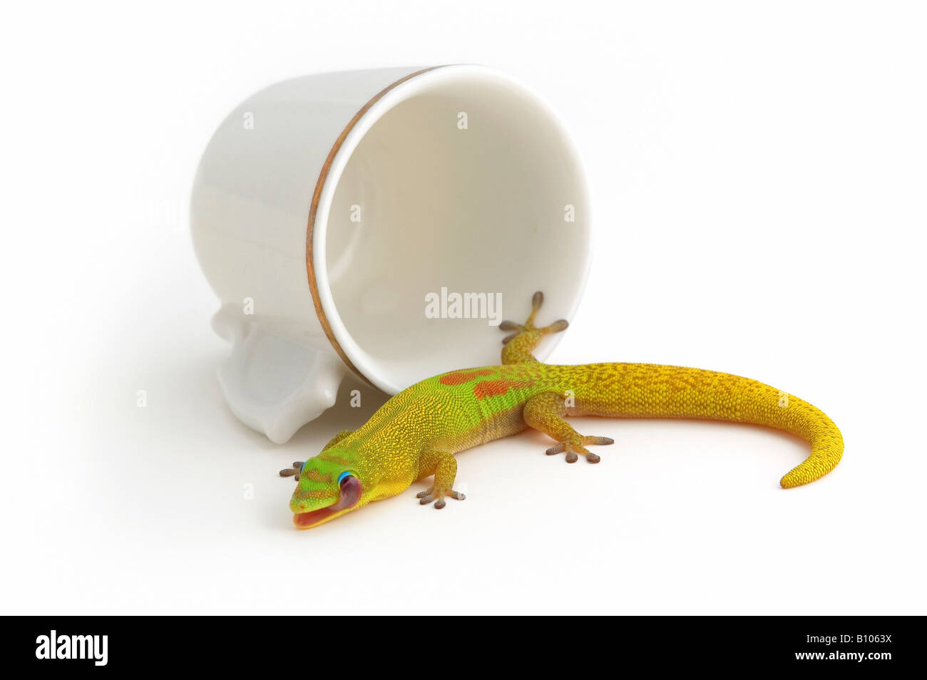 Gecko and tea cup Stock Photo - Alamy