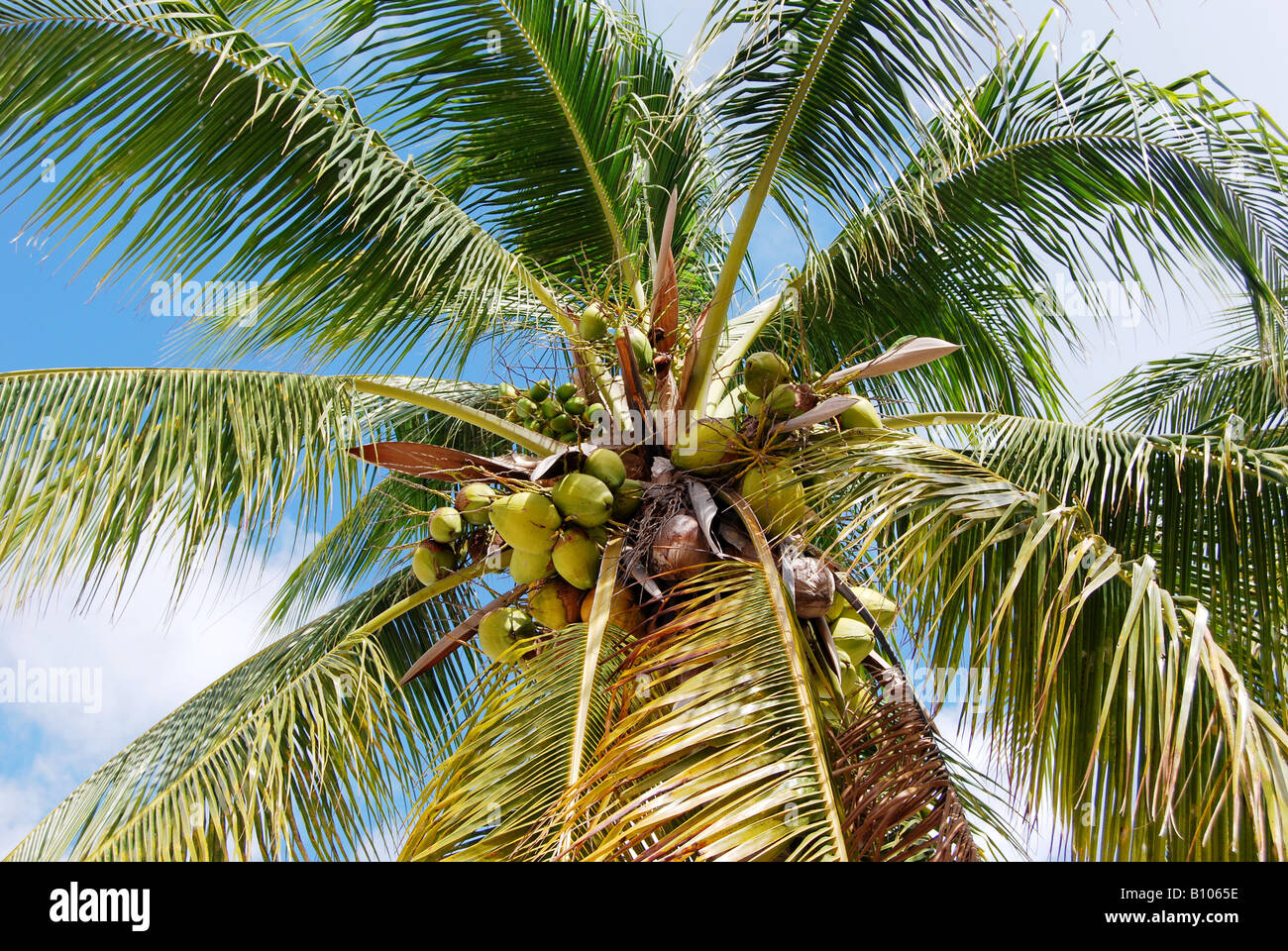 Palm tree at Maria La Gorda Stock Photo - Alamy